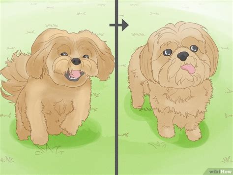 How To Treat My Dogs Red Paws 7 Causes And Their Remedies