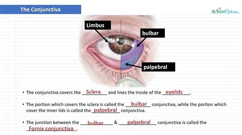 Eye Anatomy Conjunctiva Sclera