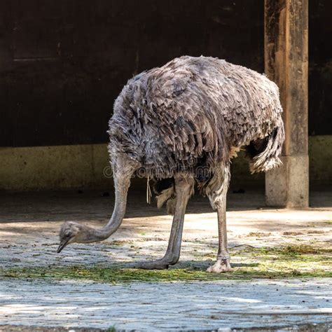 El Avestruz Común Struthio Camelus O Simplemente El Avestruz Foto de