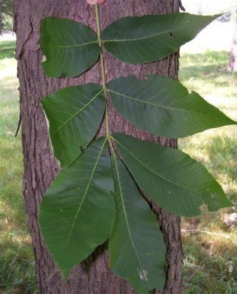 Shellbark Hickory Carya Laciniosa Nutcracker Nursery And Tree Farm