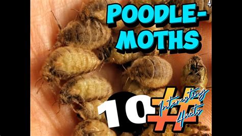 Poodle Moths 10 Interesting Facts Youtube