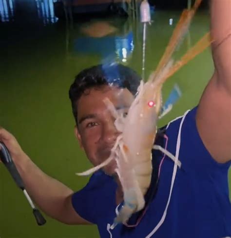 Camarão Azul Gigante No Pará Assusta Pescadores E Bota Medo Até Em