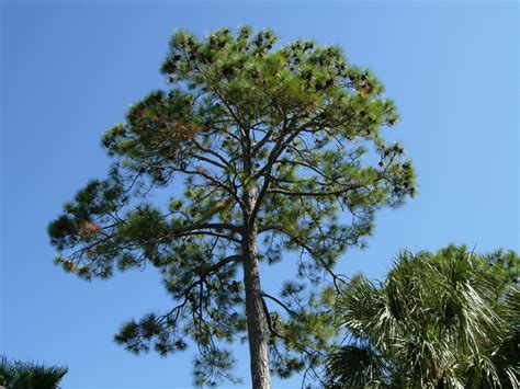 The Mysterious Physical Attraction Of Slash Pine Seeds To … Anything