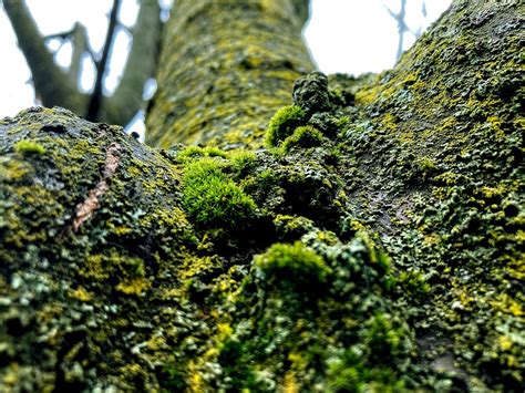 Tree Moss Lichen Free Photo On Pixabay Pixabay
