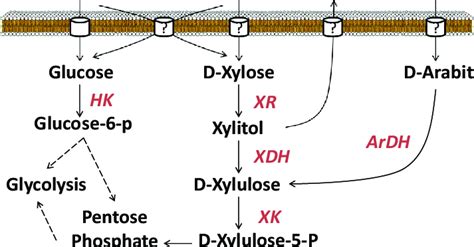 Xylose Reductase