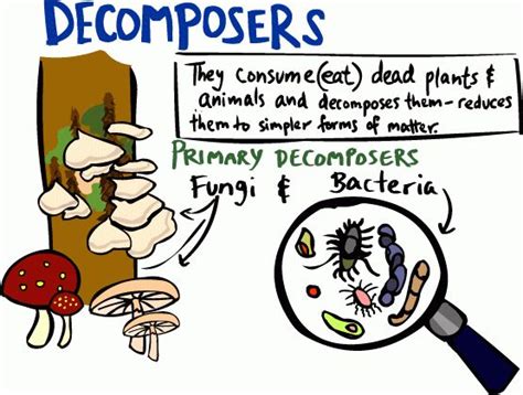 Decomposer A Life Science Lessons Teaching Science 4th Grade Science