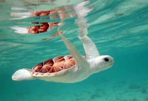 Rare Albino Sea Turtle Swimming In Clear Blue Water White Sea Turtle