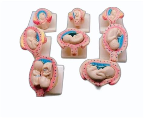 Foetus Embryo Model At Rs 5850 Ambala Cantt Ambala Id 2851209013862