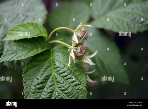 Young Bushes Of Flowering Raspberries Inflorescences The Period When