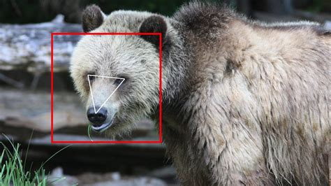 Facial Recognition For Bears Isnt As Weird As Youd Think Review