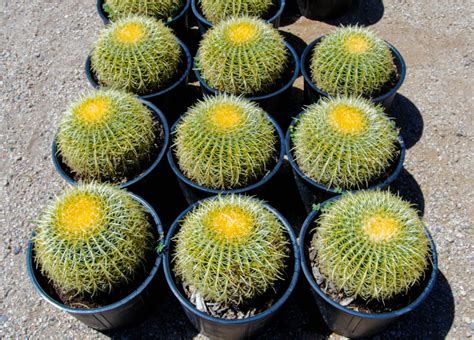 Rows Of Cacti Desert Foothills Gardens Nursery Inc