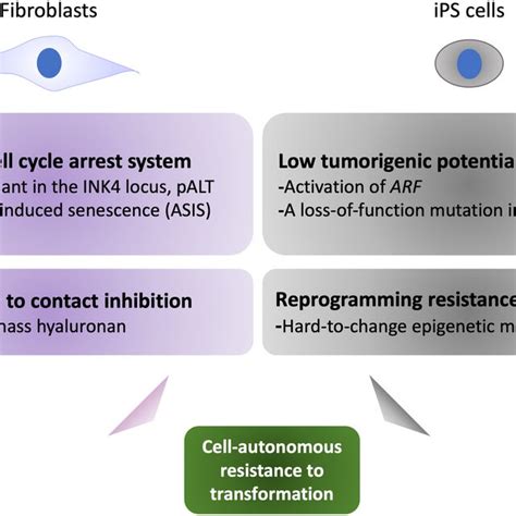 Multistep Carcinogenic Process And Resistance Mechanisms In NMRs Many