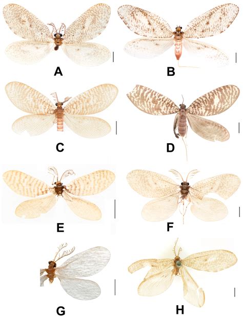 Mining The Species Diversity Of Lacewings New Species Of The Pleasing Lacewing Genus Dilar