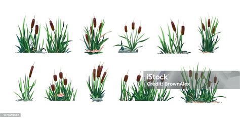 연못 갈대 만화 녹색 늪과 강 식물 단풍이있는 물 잡초 벡터 호수 식물학 그래픽 템플릿 고립 된 세트 0명에 대한 스톡 벡터 아트 및 기타 이미지 Istock