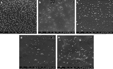The Sem Micrograph Of Dna And Cpp Nanoparticles A Download