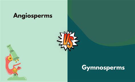 Angiosperms Vs Gymnosperms What S The Difference With Table