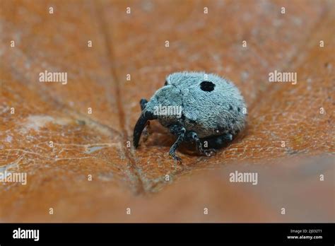 Closeup On A Small Plant Parasite Weevil Beetle Cionus Olens W Stock