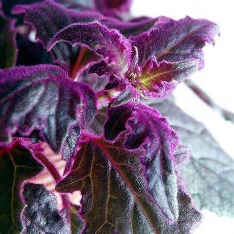 2 Gynura Aurantiaca Purple Passion Plants Live In 4 Inch Pot Purple