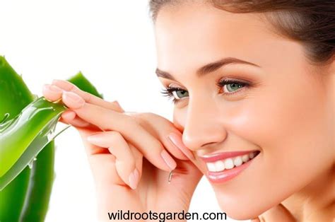 Which Is Better Aloe Vera Or Coconut Oil For Skin