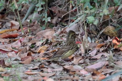 街中の山でもミヤマホオジロ 野鳥写真日記 自分用アーカイブズ