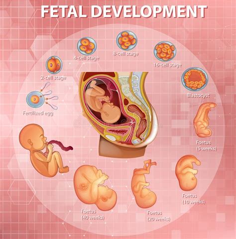 Fases Do Vetor Humano Do Diagrama Esquemático Do Desenvolvimento Fetal