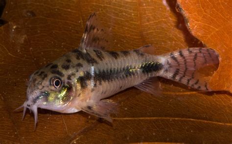 Habrosus Cory Care Guide The Tiny Bottom Dweller Of The Dwarf Trio