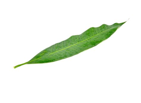 Manera Indica Leaf Base At Ana Means Blog