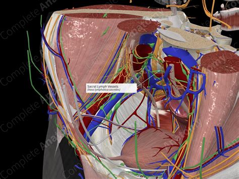 Sacral Lymph Vessels Complete Anatomy