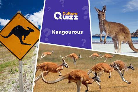 Quiz spécial Kangourous Animaux Niveau Moyen Culture Quizz