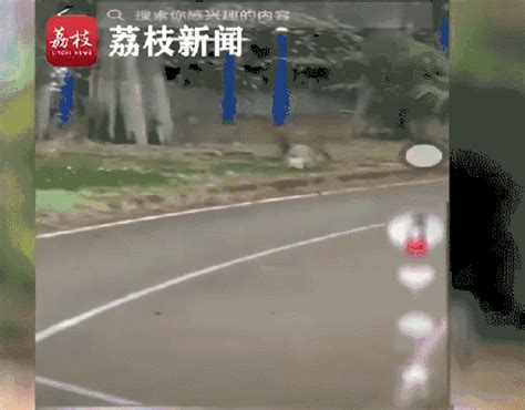 哈哈哈，泼猴落网了！
