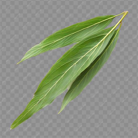 Premium Psd Sitka Willow Leaf With Lanceolate Leaf Shape And Deep