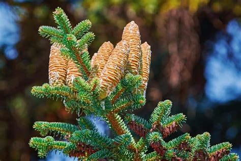 20 Different Types Of Fir Trees