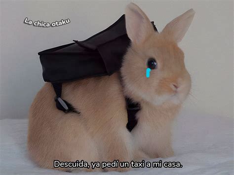 La Chica Otaku Mi Amorcito Hazte Para Allá Hace Mucho Facebook