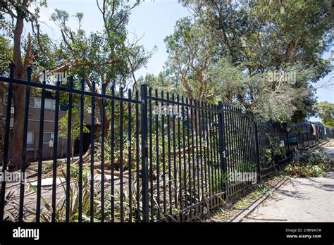 Freak Storm On Sydney Northern Beaches Brought Trees Down Onto