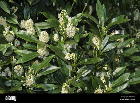 Cherry Laurel Prunus Laurocerasus Cherry Laurel Flowering Shrub