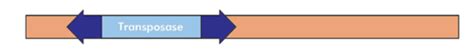 Biochem 3 DNA Replication Transcription Translation Flashcards Quizlet
