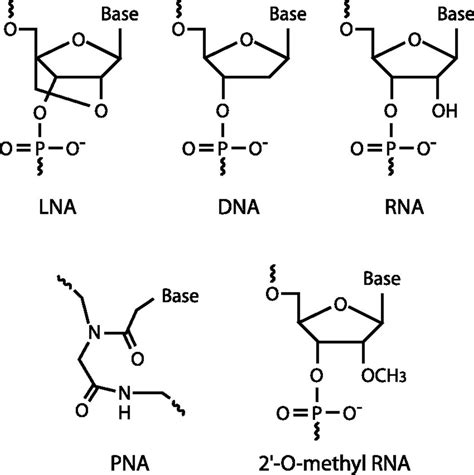 Ribose In Dna