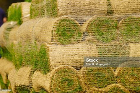 새로운 잔디에 대 한 잔디 롤의 스택 0명에 대한 스톡 사진 및 기타 이미지 0명 녹색 농업 Istock