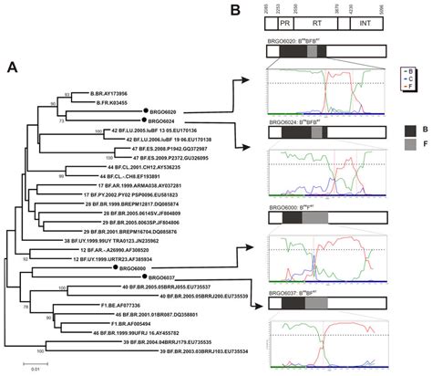 Phylogenetic And Bootscanning Analysis Of Hiv 1 Unique Recombinant