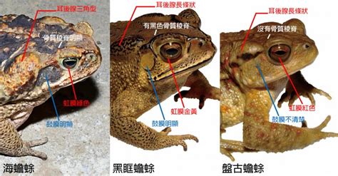 台灣地區兩棲類物種描述資料 海蟾蜍 Rhinella marinus
