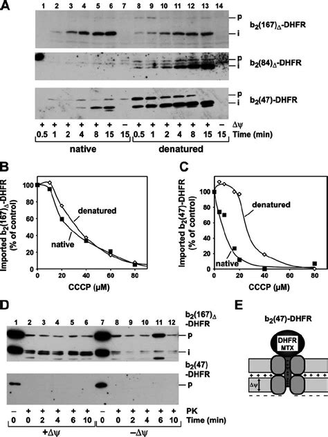 The Rate And Efficiency Of Mitochondrial Import Are Dependent On The