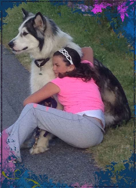 Giant Alaskan Malamute Malamute Dog Giant Alaskan Malamute Malamute