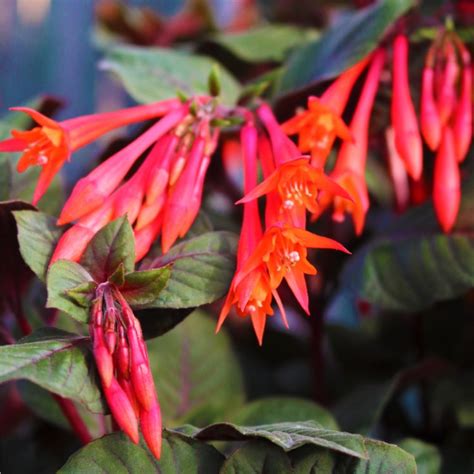 Fuchsia Triphylla Upright Gartenmeister Lucas Greenhouses