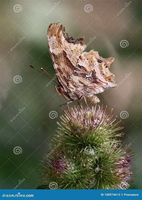 Satyr Comma Butterfly On Thistles Stock Image Image Of Nature Comma