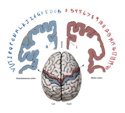 Neuroanatomy Study Material Telencephalon Structures And Functions