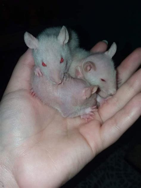 Double Rex Siamese Rats And More