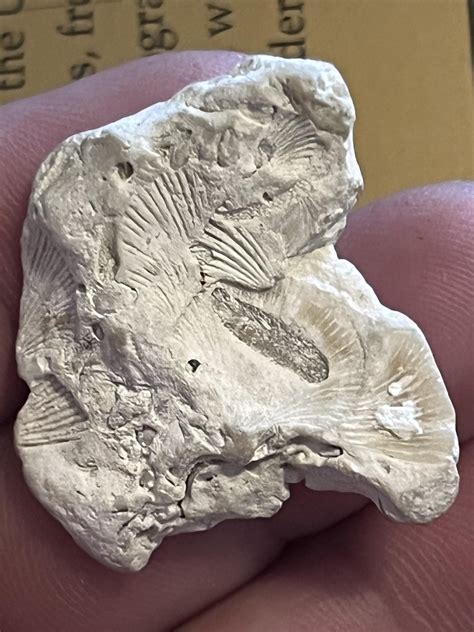Looking For Help Identifying This Fossil R Fossilhunting