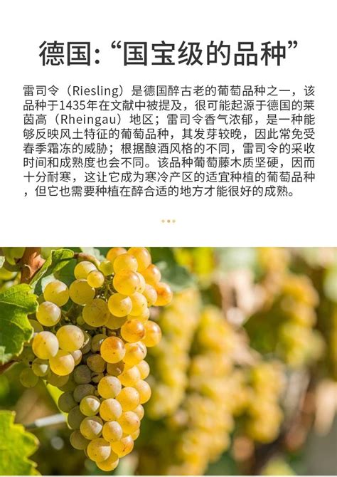 柏克林传统雷司令白葡萄酒 Bürklin Wolf Riesling Tradition招商价格德国 法尔兹 柏克林沃夫