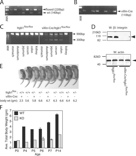 Conditional Deletion Of Itgb1 In Mouse Intestinal Epithelium A And B