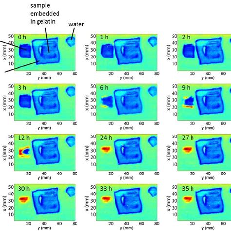 Pdf Gelatin Embedding A Novel Way To Preserve Biological Samples For